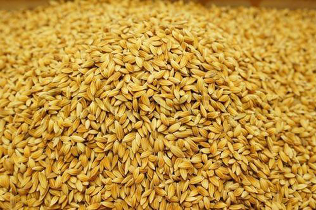 Samrat Seeds.